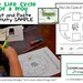 Let's Learn About Frogs Themed Learning Unit - Etsy