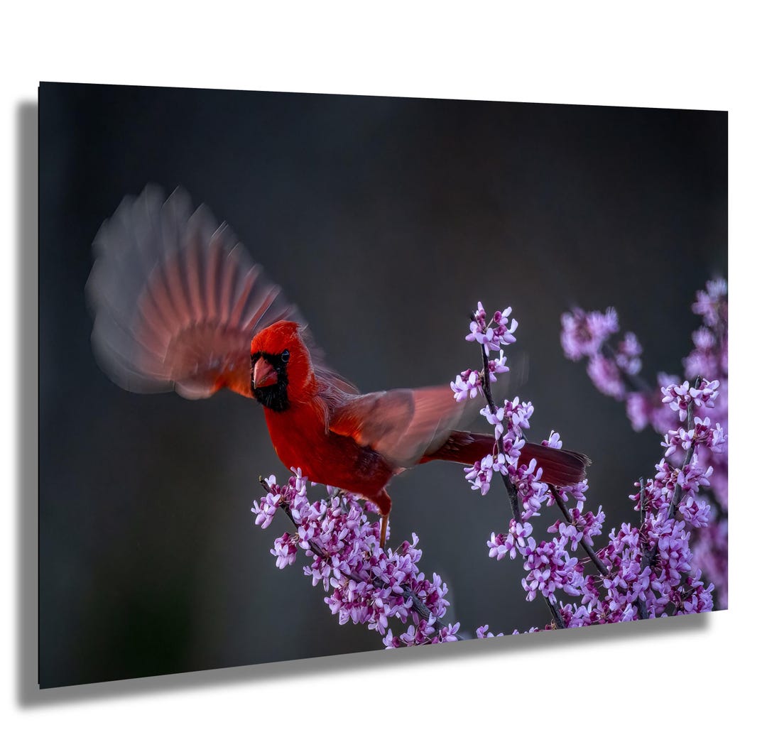 Cardinal Bird in Flight Photography Print Red Bird Wall Art | Spring ...