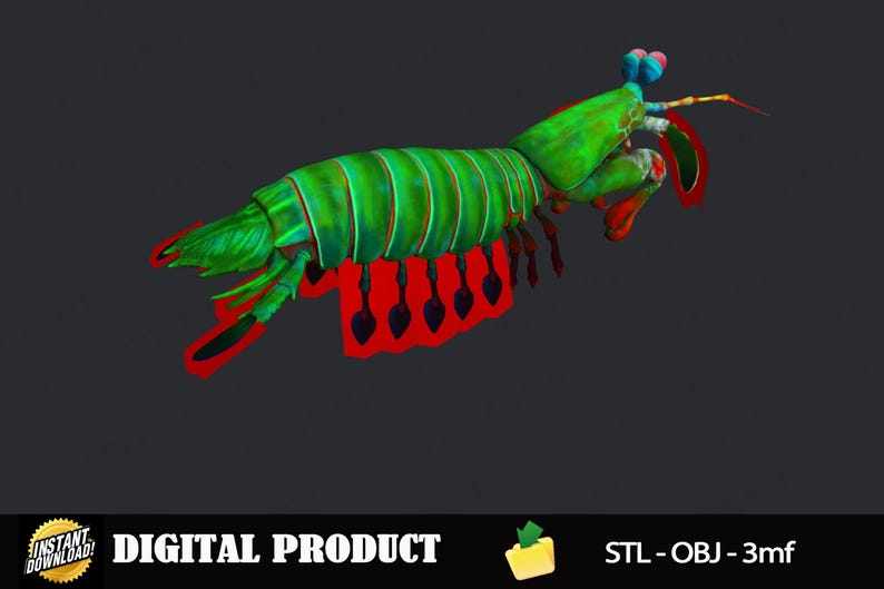 Mantis Shrimp 3D Model Printable STL, OBJ, 3MF Files for Resin and FDM ...