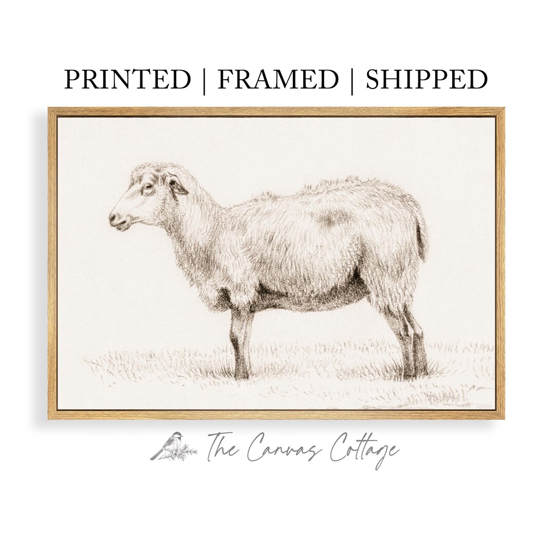 LARGE VINTAGE Black and White Sheep Farmhouse Decor Antique Sketch ...