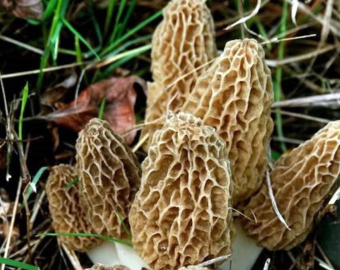 Morel Mushroom Spores in Sawdust Bag Garden Mushroom Seed Spore Grow ...
