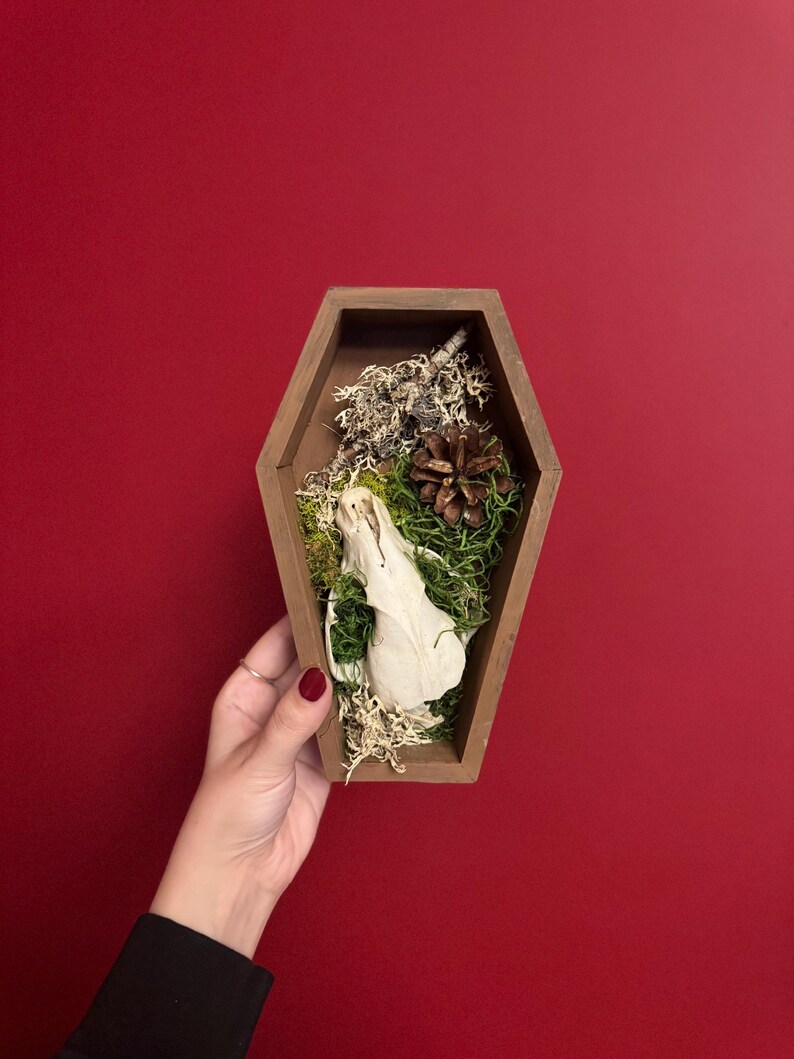 Forest Forager Coffin Mount — Raccoon Skull Display - Etsy
