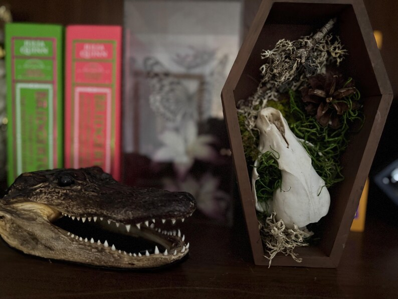 Forest Forager Coffin Mount — Raccoon Skull Display - Etsy