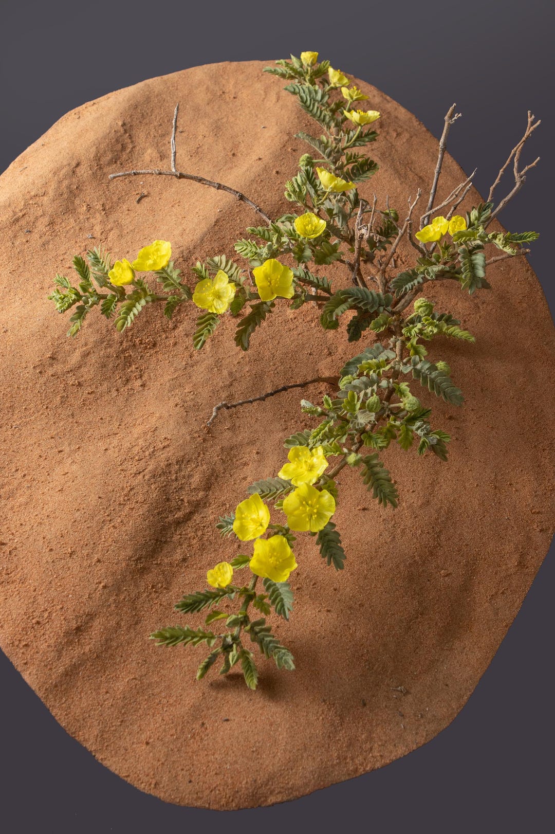 Biolocial Art, Botanical Art, Plant Models, Tribulus Arabius Models ...