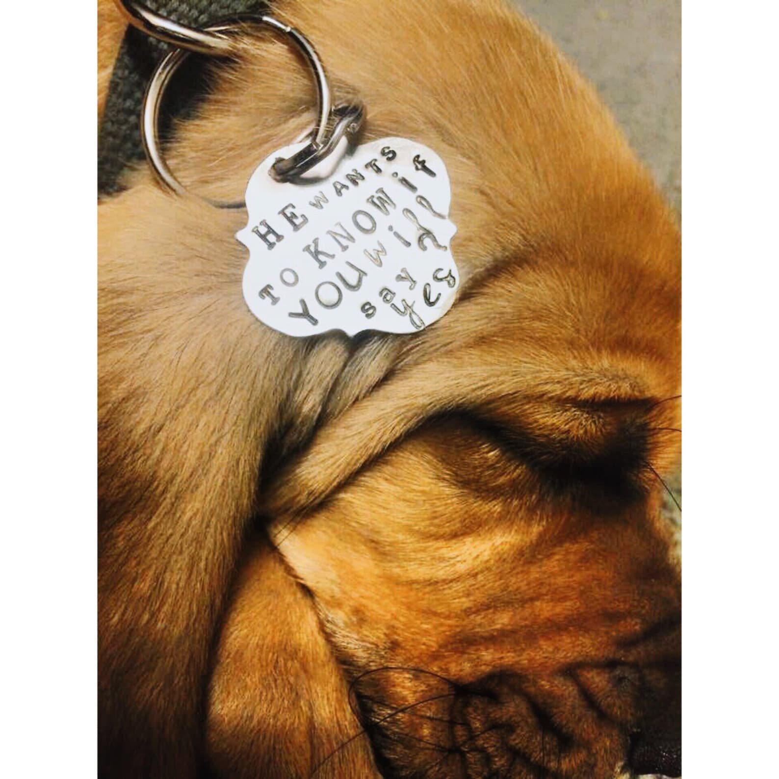 The PUPPY PROPOSAL Pet Tag. He Wants to Know If You Will Say Yes. Hand ...