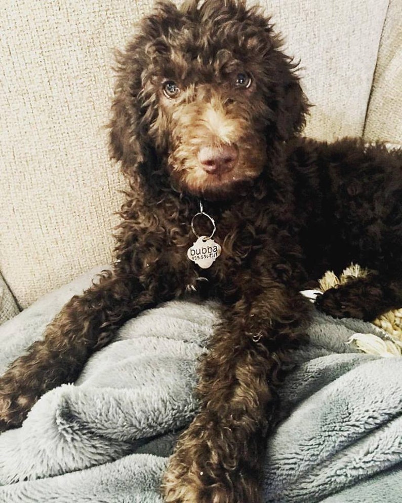 The Boho Tag, Hand Stamped With Name. Pet Tag. ID Tag. Dog Tag ...