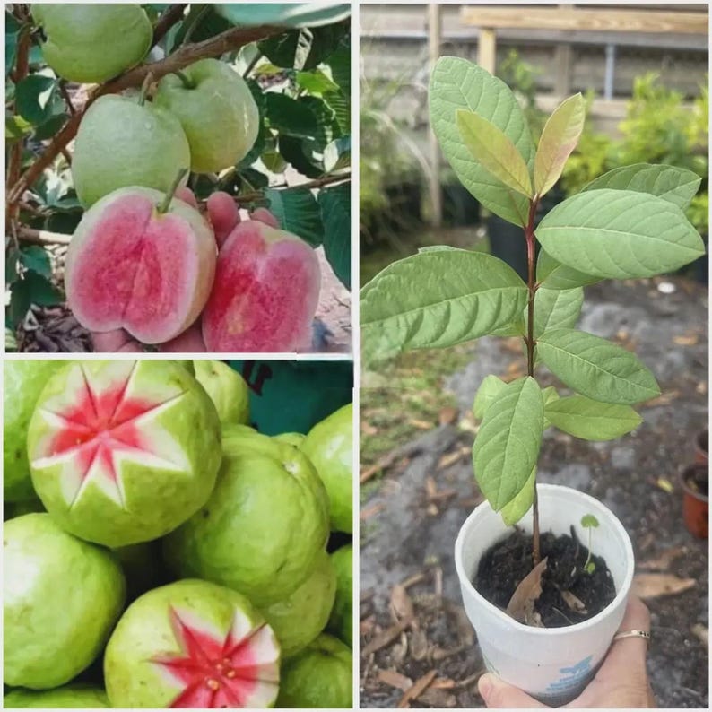 1 Ruby Red Guava Tree – 12 to 15 Inches – Live Tropical Plant - Etsy