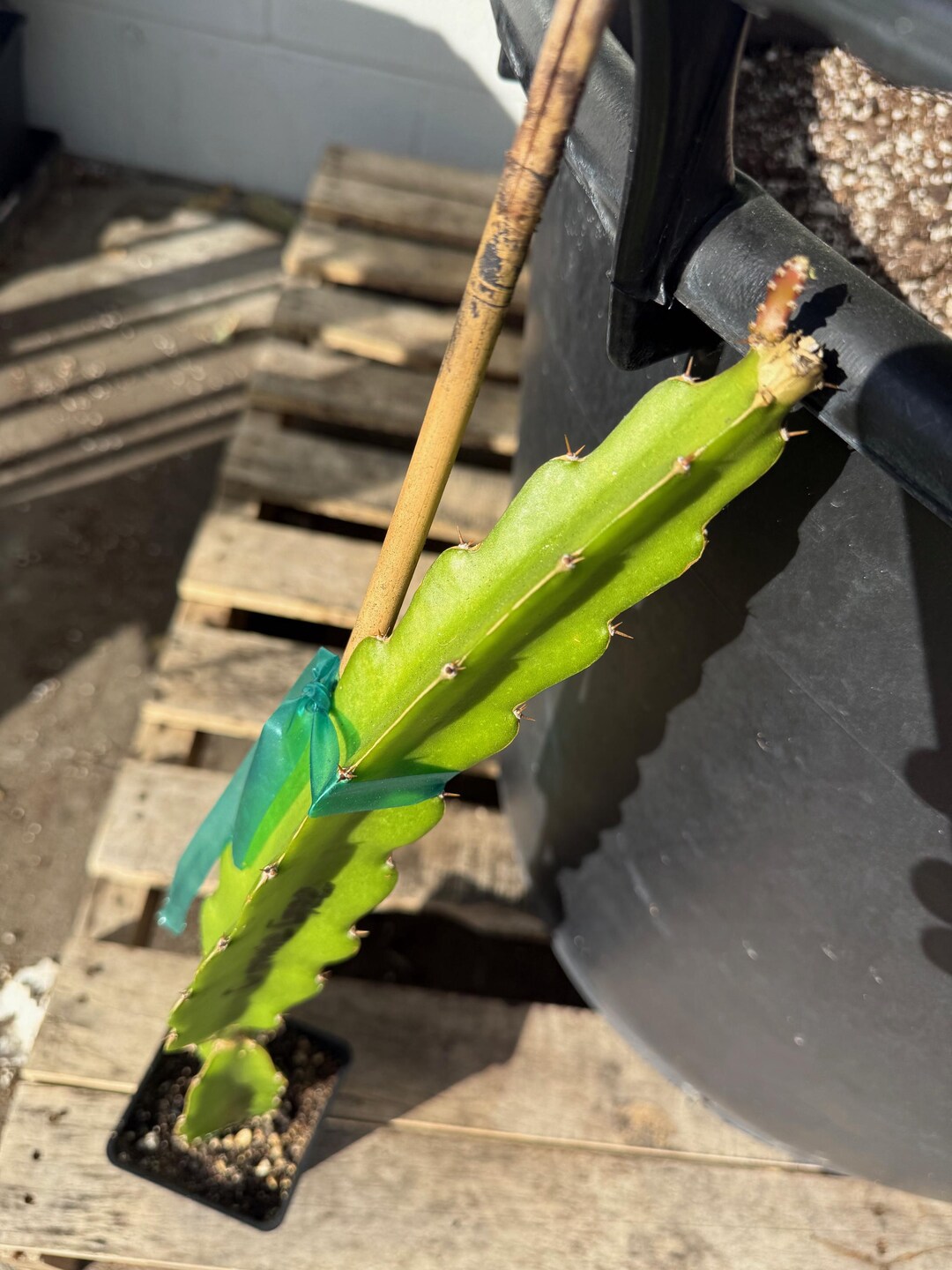 Rare Connie Gee Dragon Fruit Plant 17" - Etsy