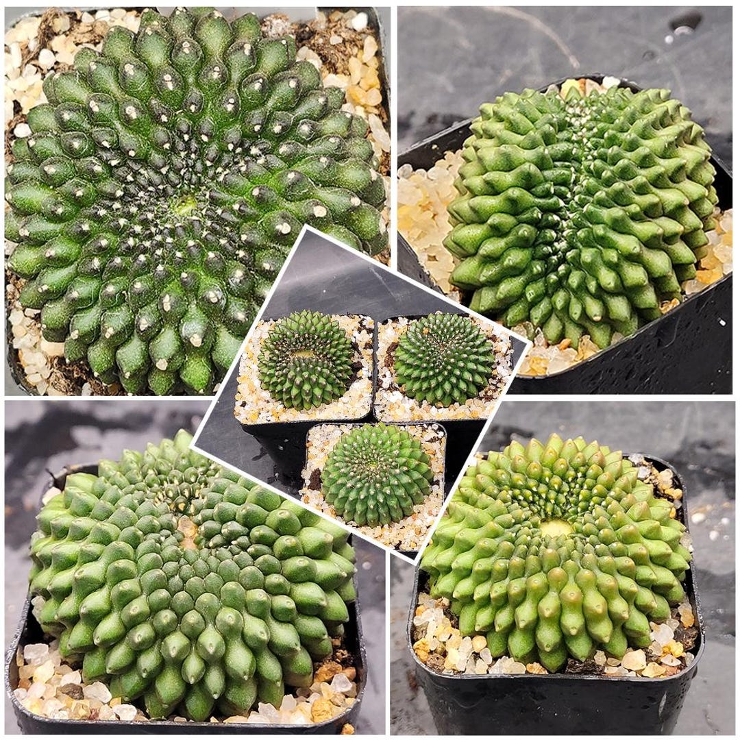 Set of 3 Rare Gymnocalycium Mihanovichii Inermis Cristata Crested ...