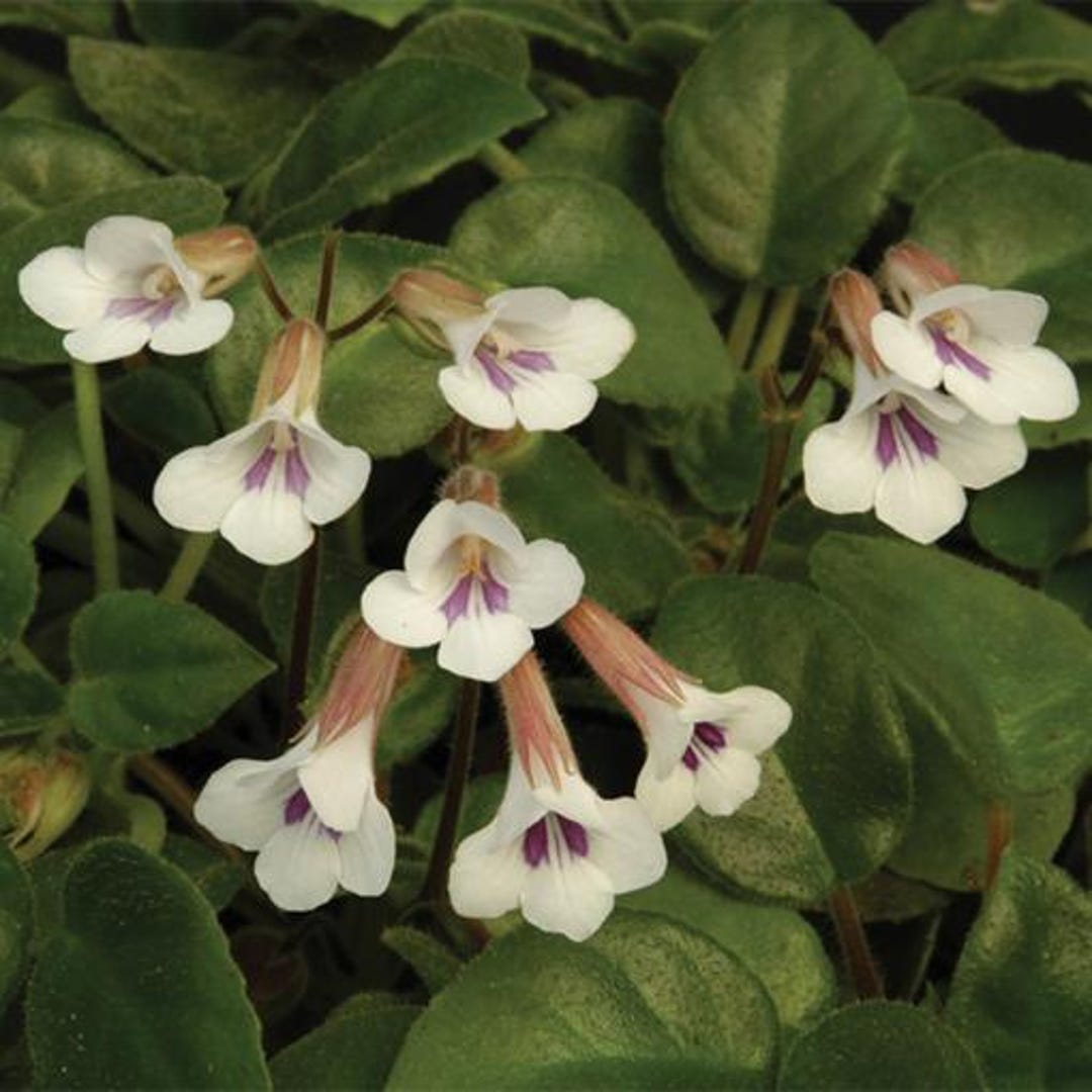 Vietnamese Violet (primulina Tamiana) - Etsy