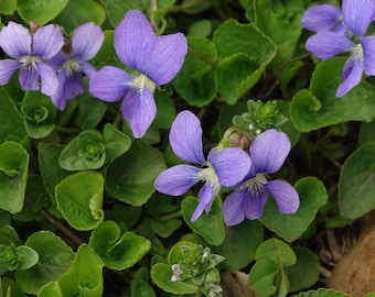 Common Blue Violet ~viola Sororia Seeds~ Wild Form ~ Native Wildflower ...