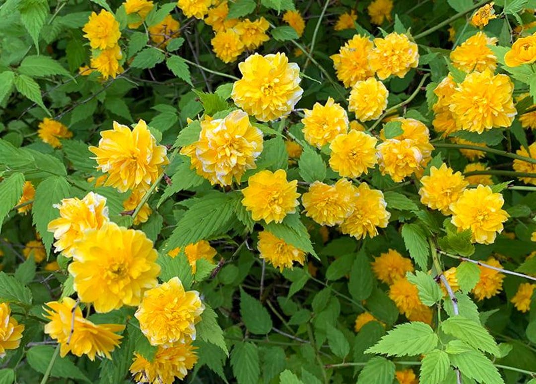 Japanese Kerria Double Flowers - Etsy