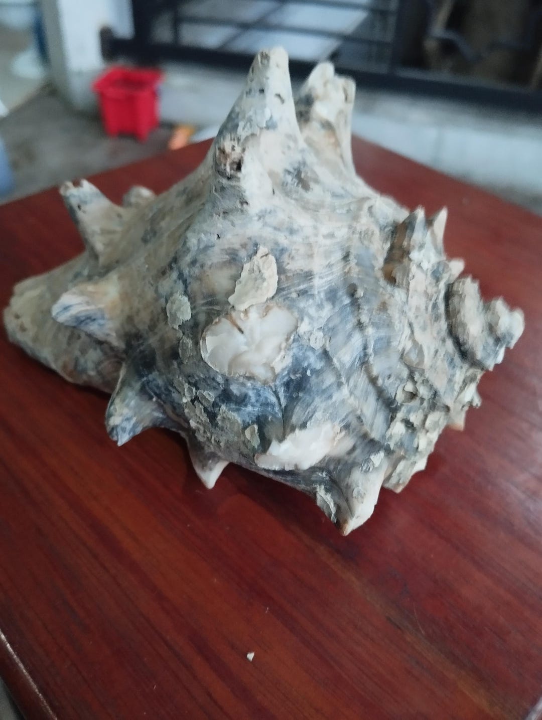 Rare Fossil of Ancient Giant Sea Snail, 570g - 650g, Raw - Etsy