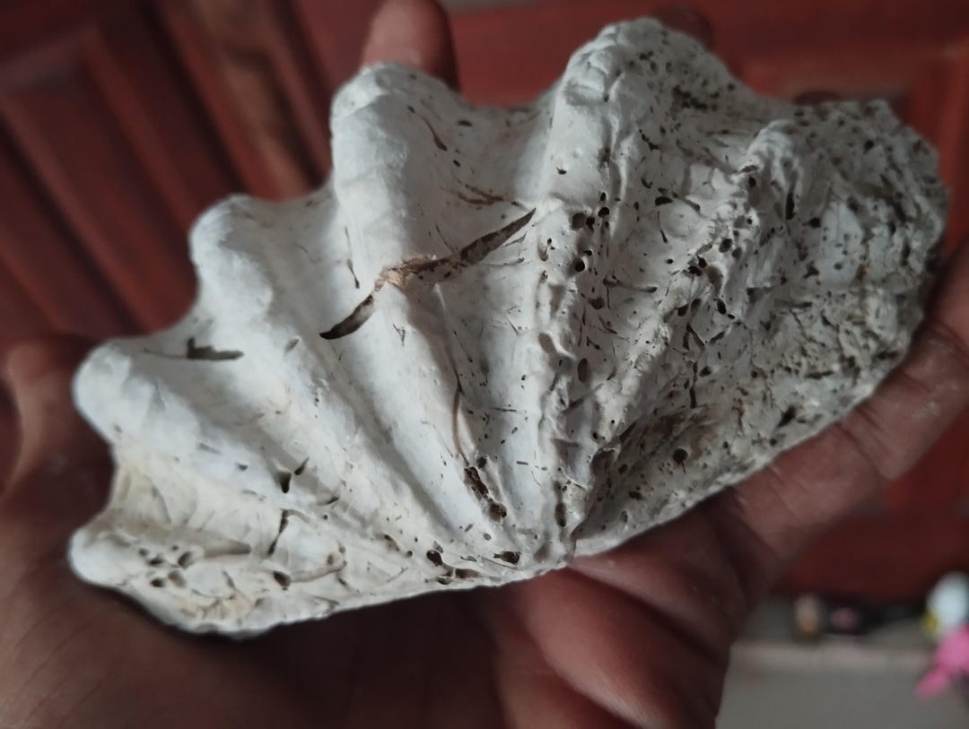 Ancient Giant Clams Fossil 450g - 650g - Unique Holiday Home ...