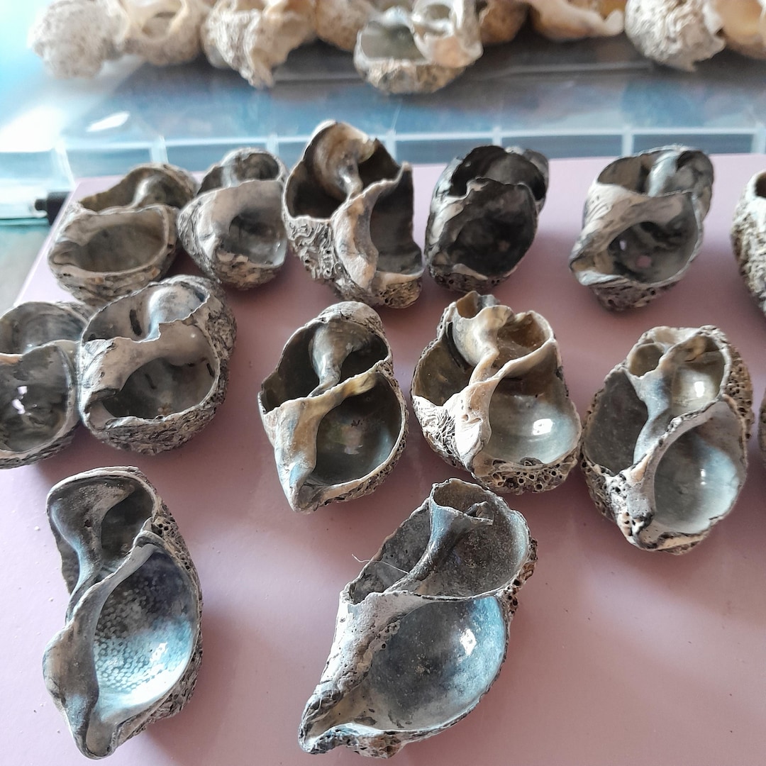 Irish Fossilised Tubeworms on Whelk Shells 8pcs, Unique Decorative ...