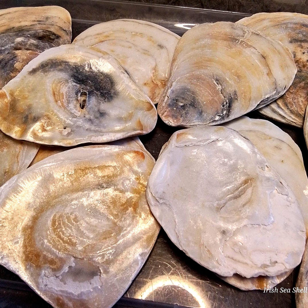 Irish Brown Flat Oyster Shells Wholesale, Jewellery, Wind Chime ...