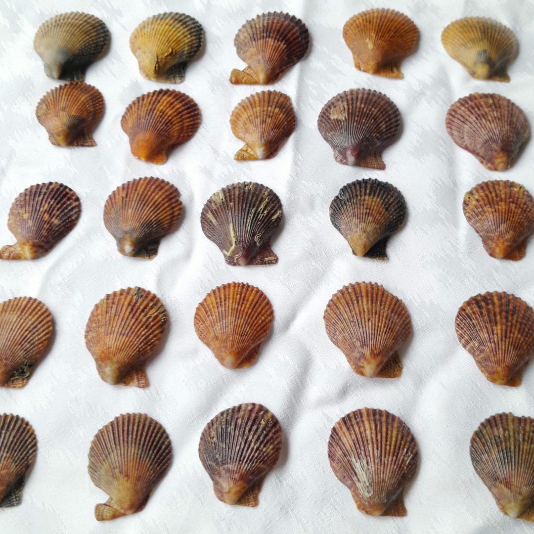 Irish Variegated Scallop Shells 20 Pcs Wholesale Beautiful Rich Mixed ...