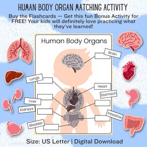 8 Human Body Organs Flashcards + Bonus Matching Activity | Body Organs ...