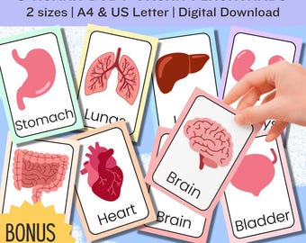 31 Body Parts Flashcards + Bonus Matching Activity | Learn Human Body ...