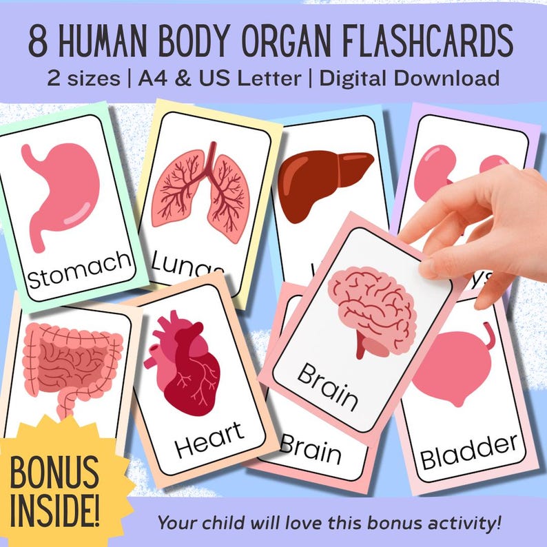 Human Body Organs Flashcards for Kids + Bonus Matching Activity ...