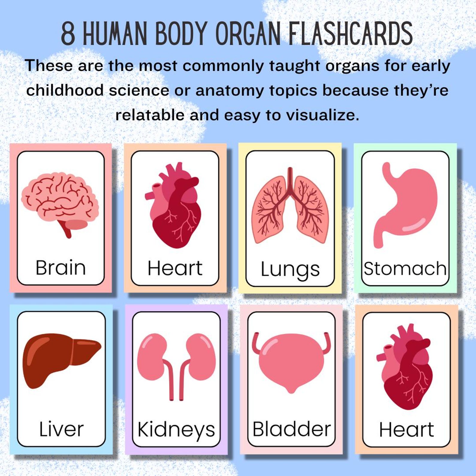 Human Body Organs Flashcards for Kids + Bonus Matching Activity ...