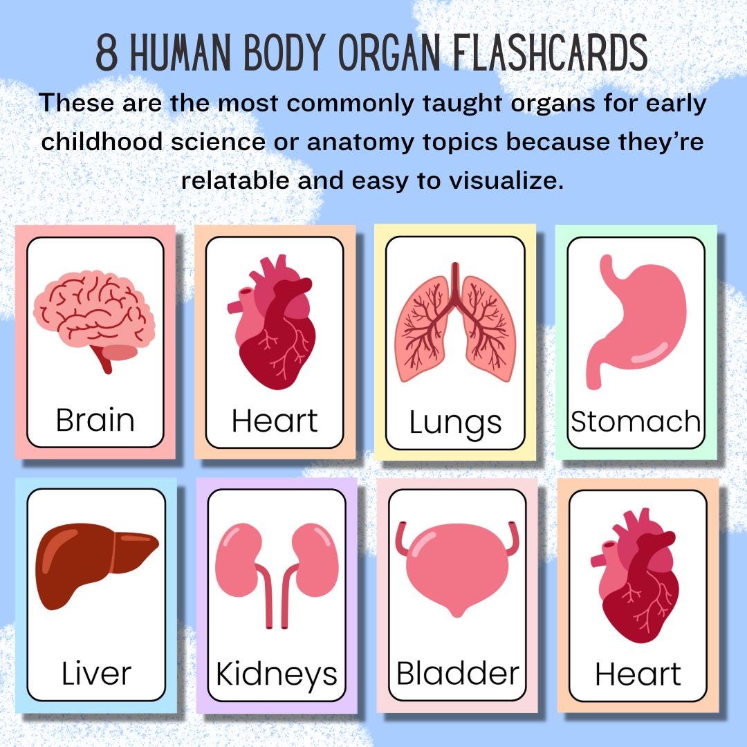 Human Body Organs Flashcards for Kids + Bonus Matching Activity ...