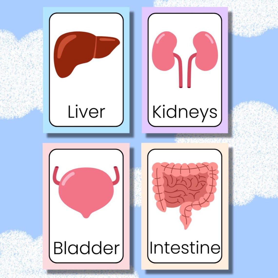 Human Body Organs Flashcards for Kids + Bonus Matching Activity ...