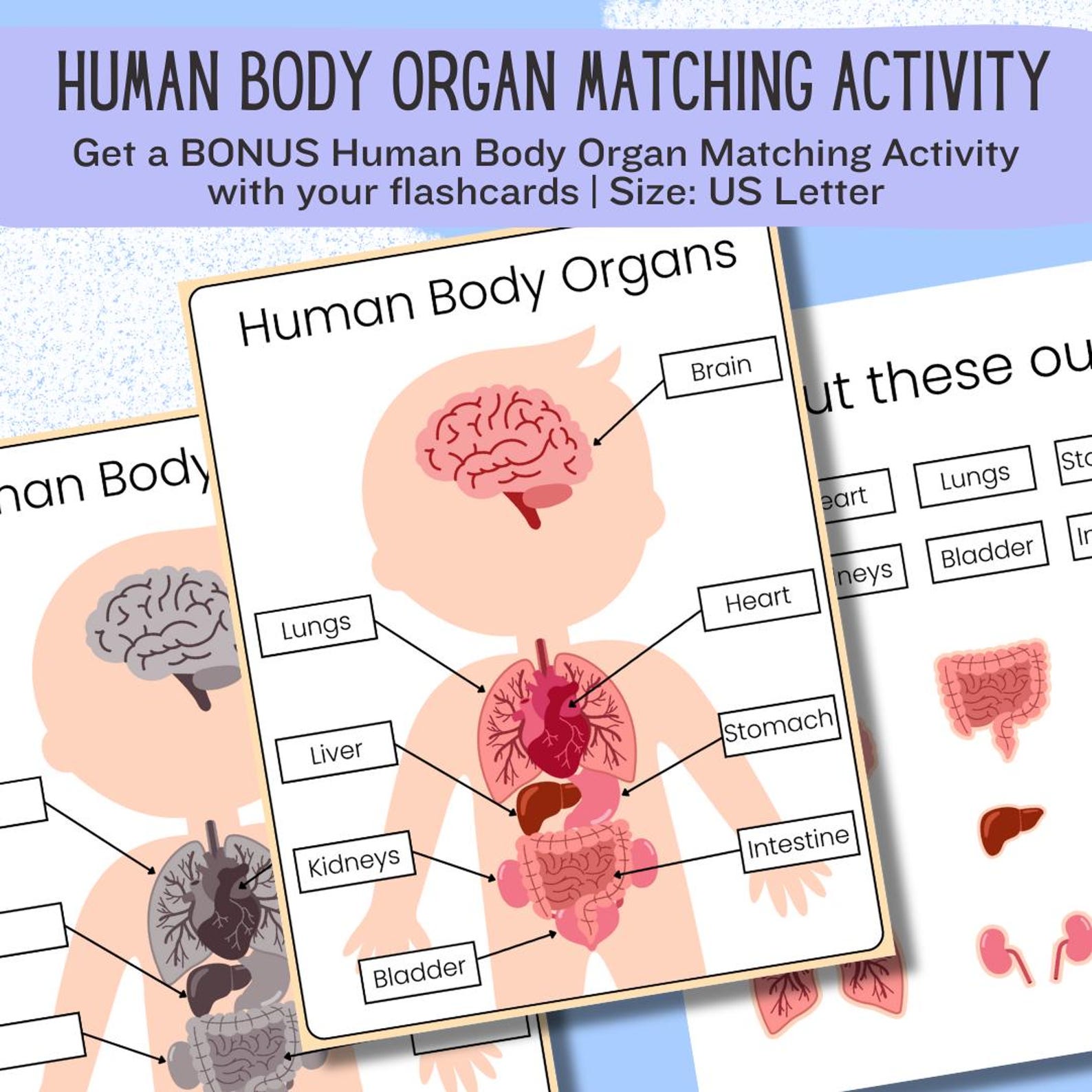Human Body Organs Flashcards for Kids + Bonus Matching Activity ...