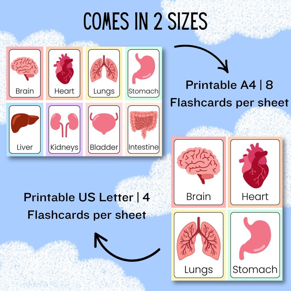 Human Body Organs Flashcards for Kids + Bonus Matching Activity ...