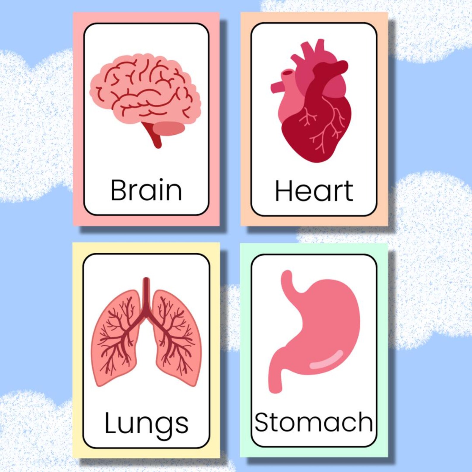 Human Body Organs Flashcards for Kids + Bonus Matching Activity ...