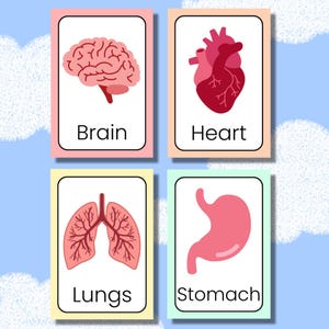 8 Human Body Organs Flashcards + Bonus Matching Activity | Body Organs ...