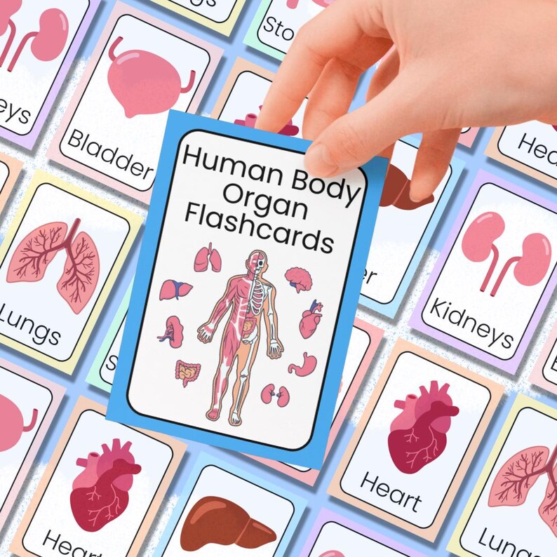 Human Body Organs Flashcards for Kids + Bonus Matching Activity ...