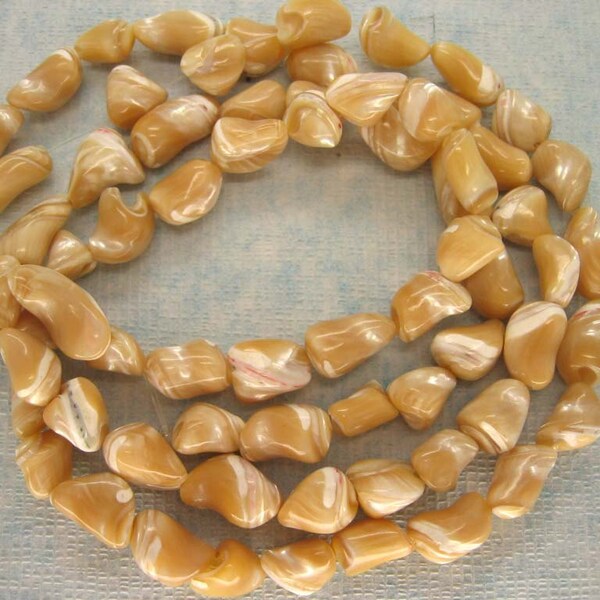 Trochus Shell - Etsy