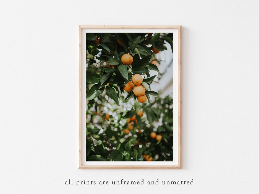 Orange Tree Poster, Orange Tree Print, Orange Fruit Poster Print ...