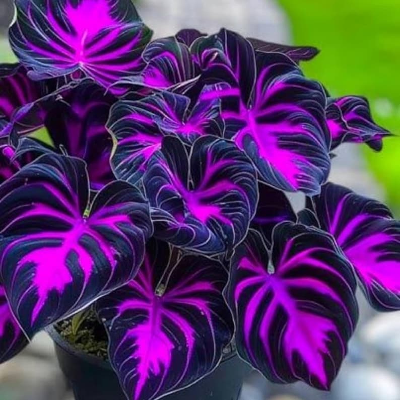 800+ Rare Black Purple Hosta Seeds – Shade-loving Perennial Foliage ...