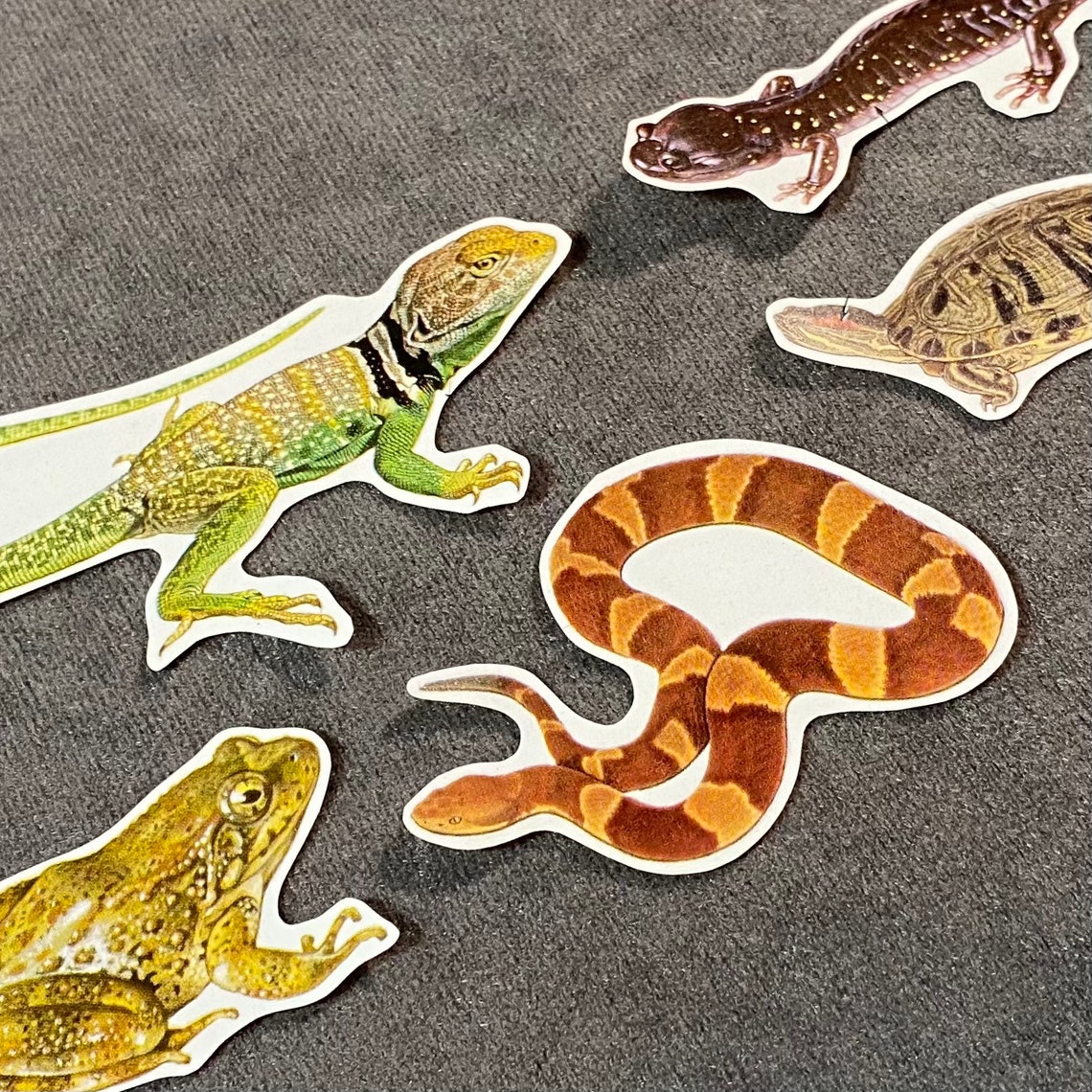 Recortes de collage de reptiles y anfibios - Etsy España