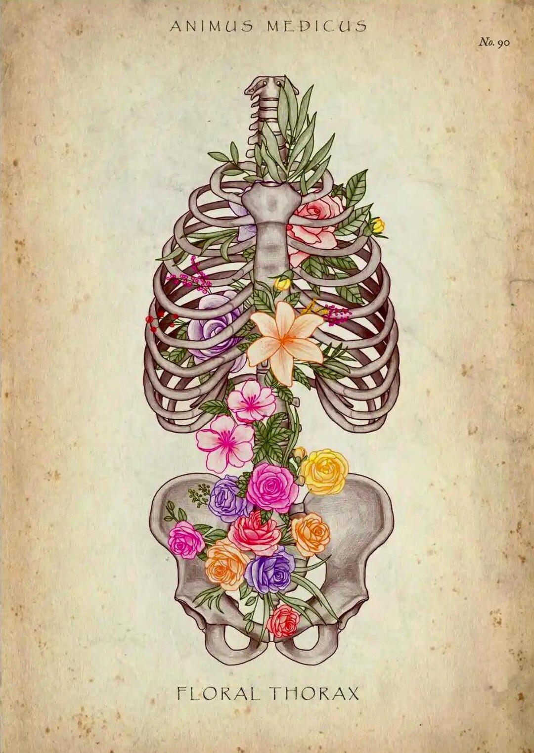 Floral Thorax Poster Anatomical Flower Picture for Medical Art Lovers ...