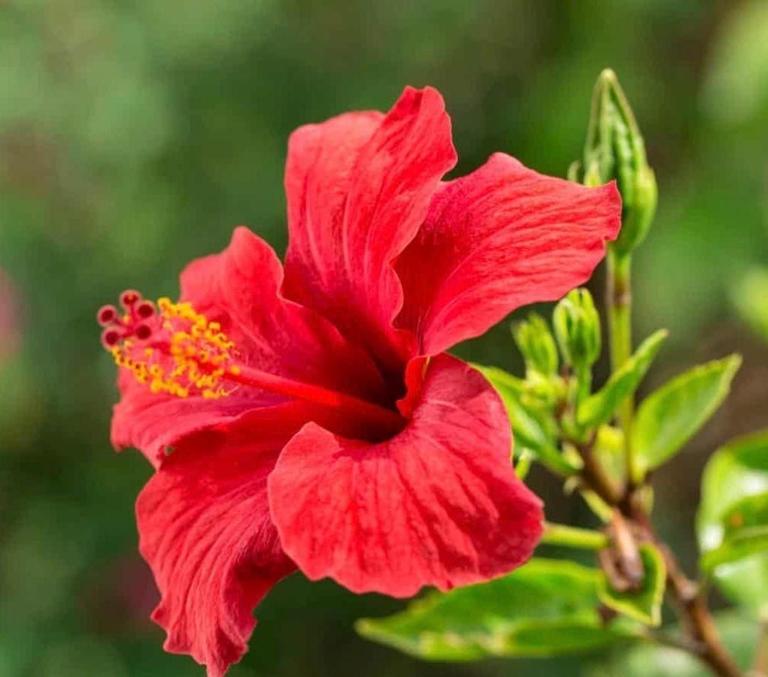 Mar Pacífico Planta. Hibiscus Plant. Amapola. Flor De Jamaica. Hibisco ...