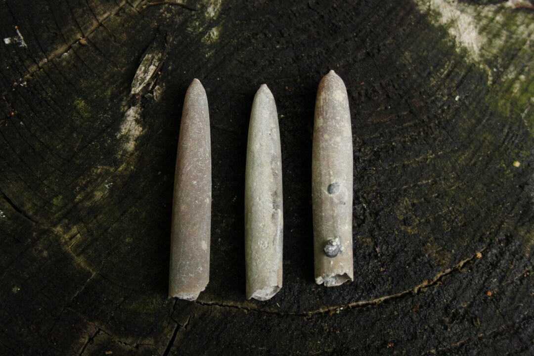 Fossils / Thunderbolt / Jurassic Period / Stone Age / Rock / Decoration ...