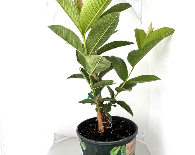 Pink Guava Tree – Live Tropical Fruit Tree in 1 Gallon Pot – Psidium ...