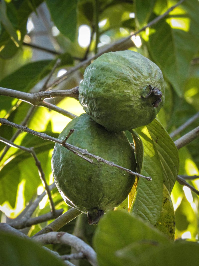 Pink Guava Tree – Live Tropical Fruit Tree in 1 Gallon Pot – Psidium ...