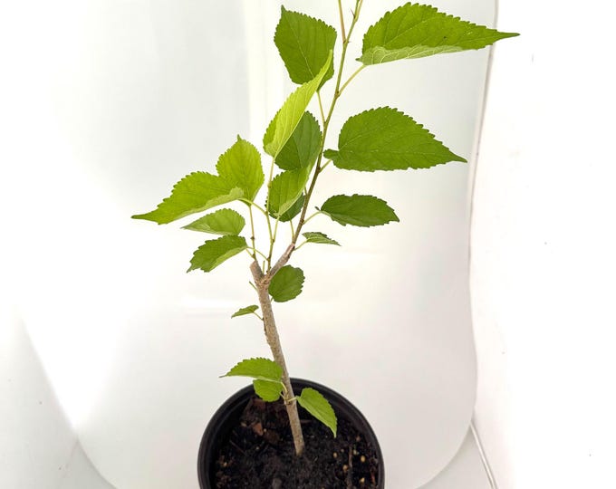 Everbearing Mulberry Tree – Live Fruit Plant for Sale – Fast Growing ...