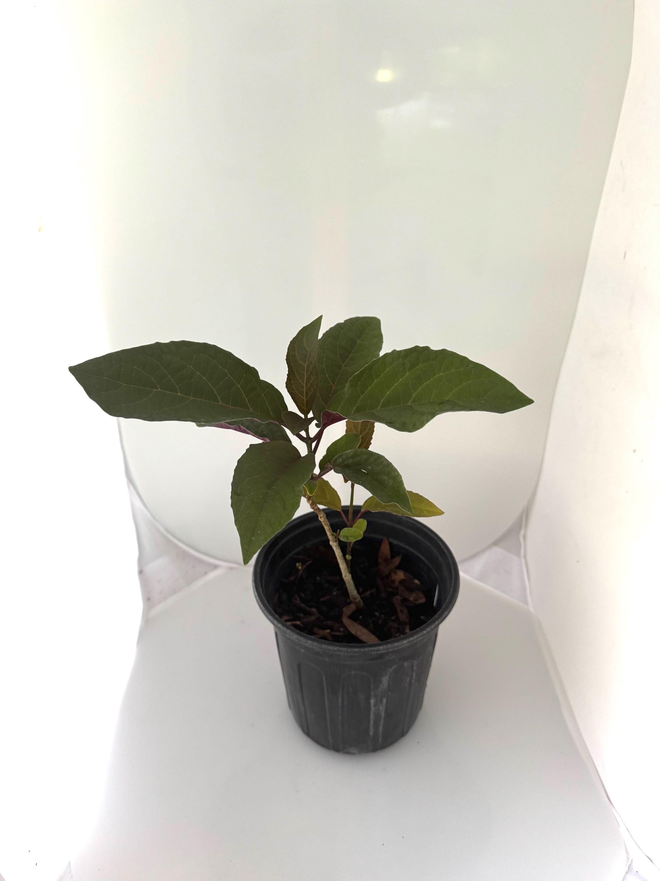 The Starburst Plant – Live Rooted Tropical Wonder (6” Pot) - Etsy