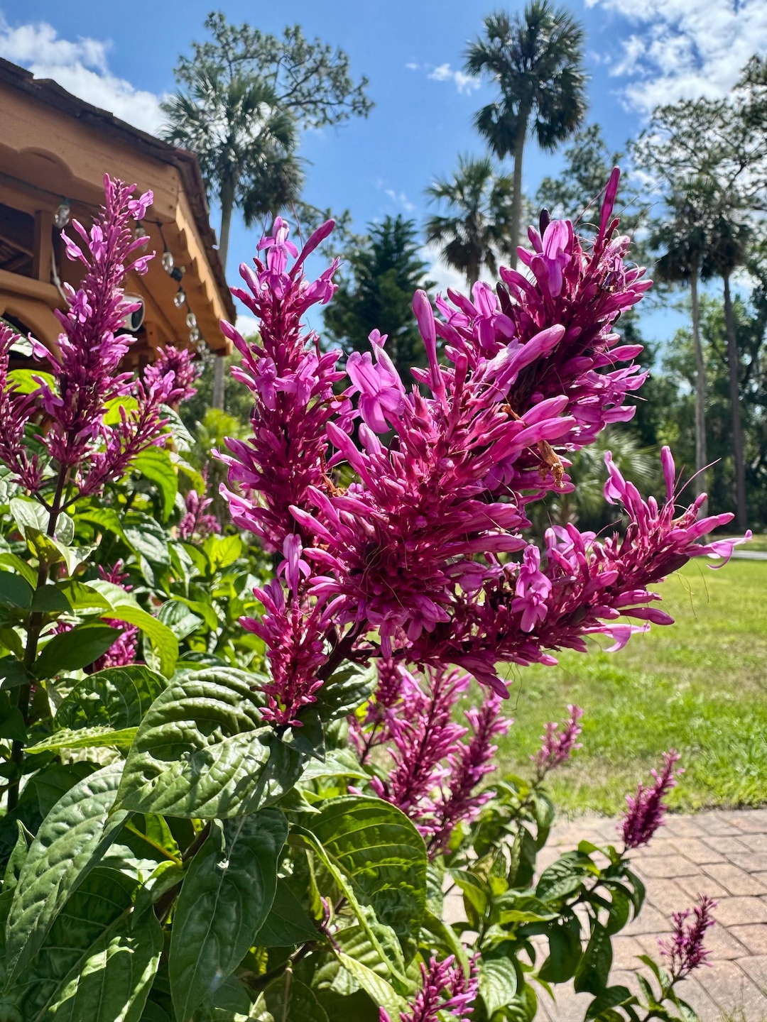 Purple Firespike Plant Tropical Hummingbird & Butterfly Attractor Live ...