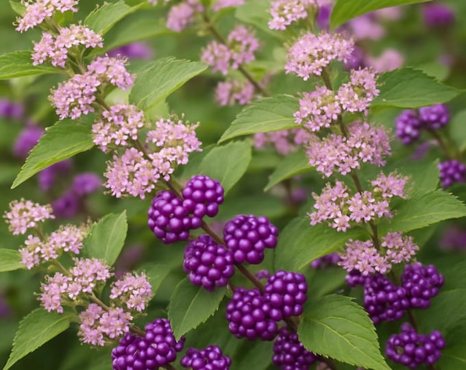 Live American Beautyberry Plant – Callicarpa Americana With Pink Blooms ...