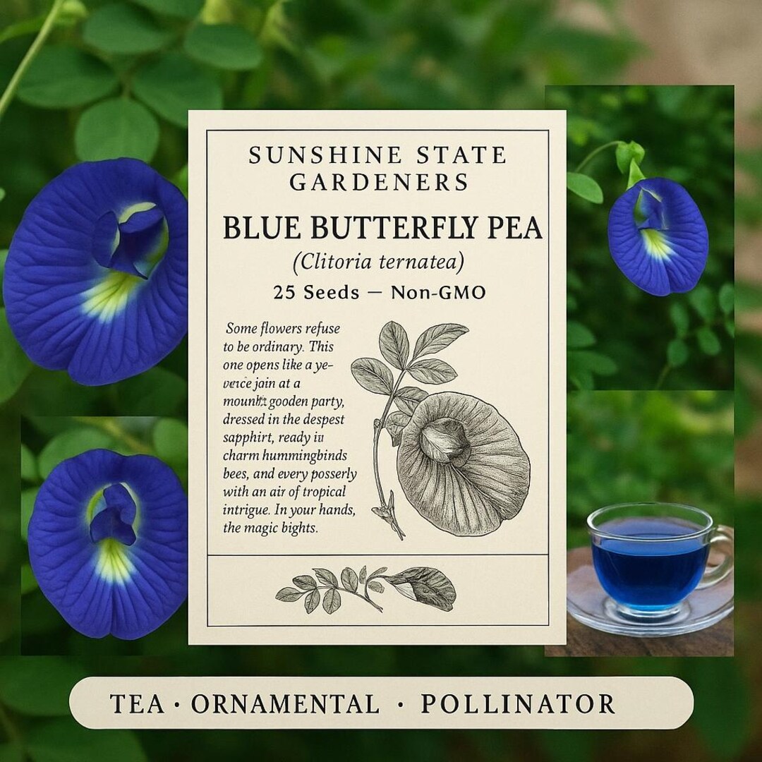 Blue Butterfly Pea Seeds: Non-gmo Heirloom, Edible Flowers, Tea Vine - Etsy