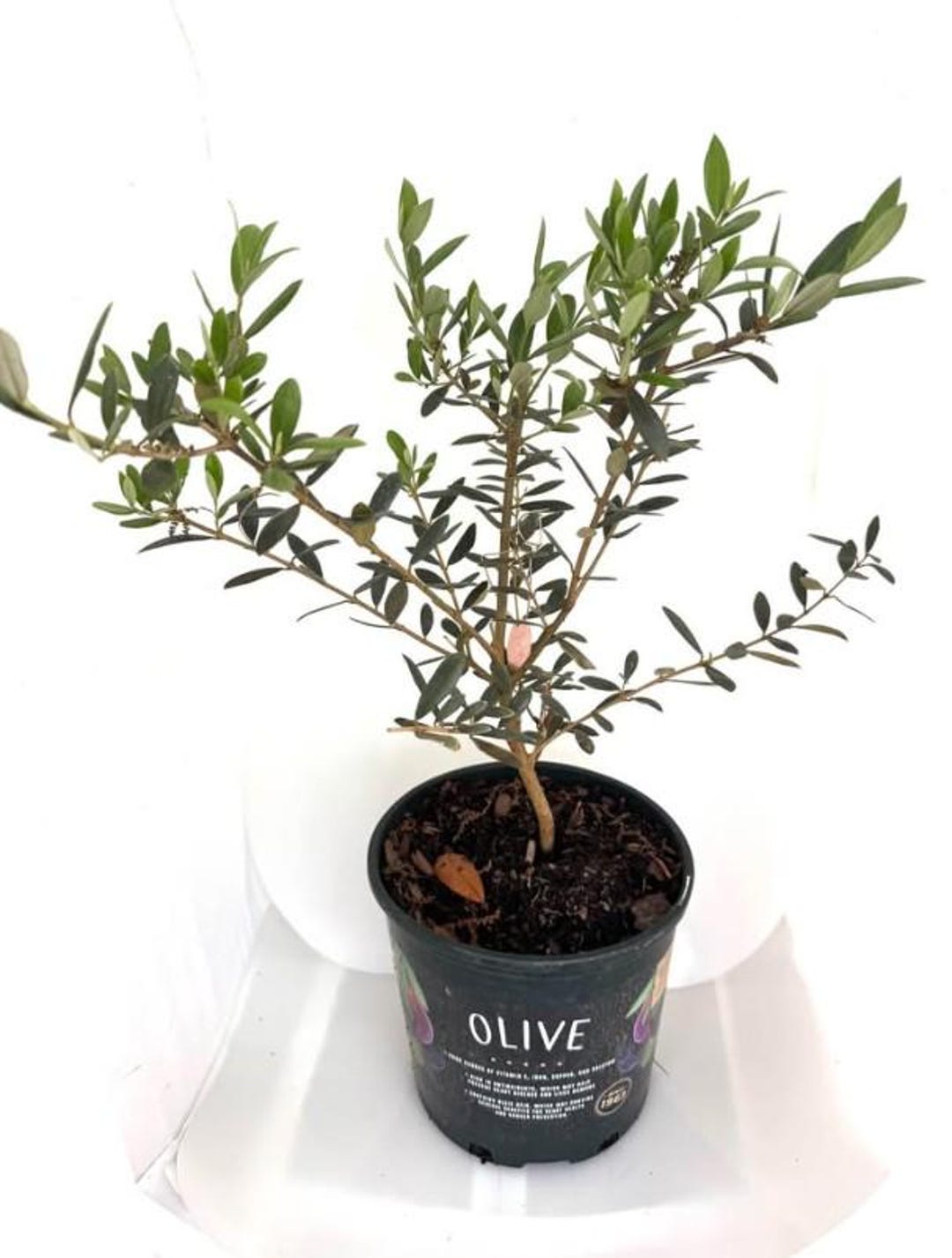 Live Olive Tree: Edible Fruit, Patio & Garden Ready - Zones 8-11 - Etsy
