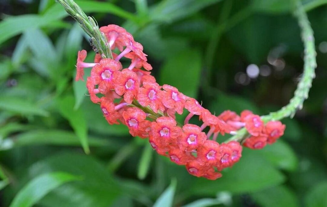 Coral Porterweed Plant: Butterfly & Hummingbird Magnet, Tropical ...