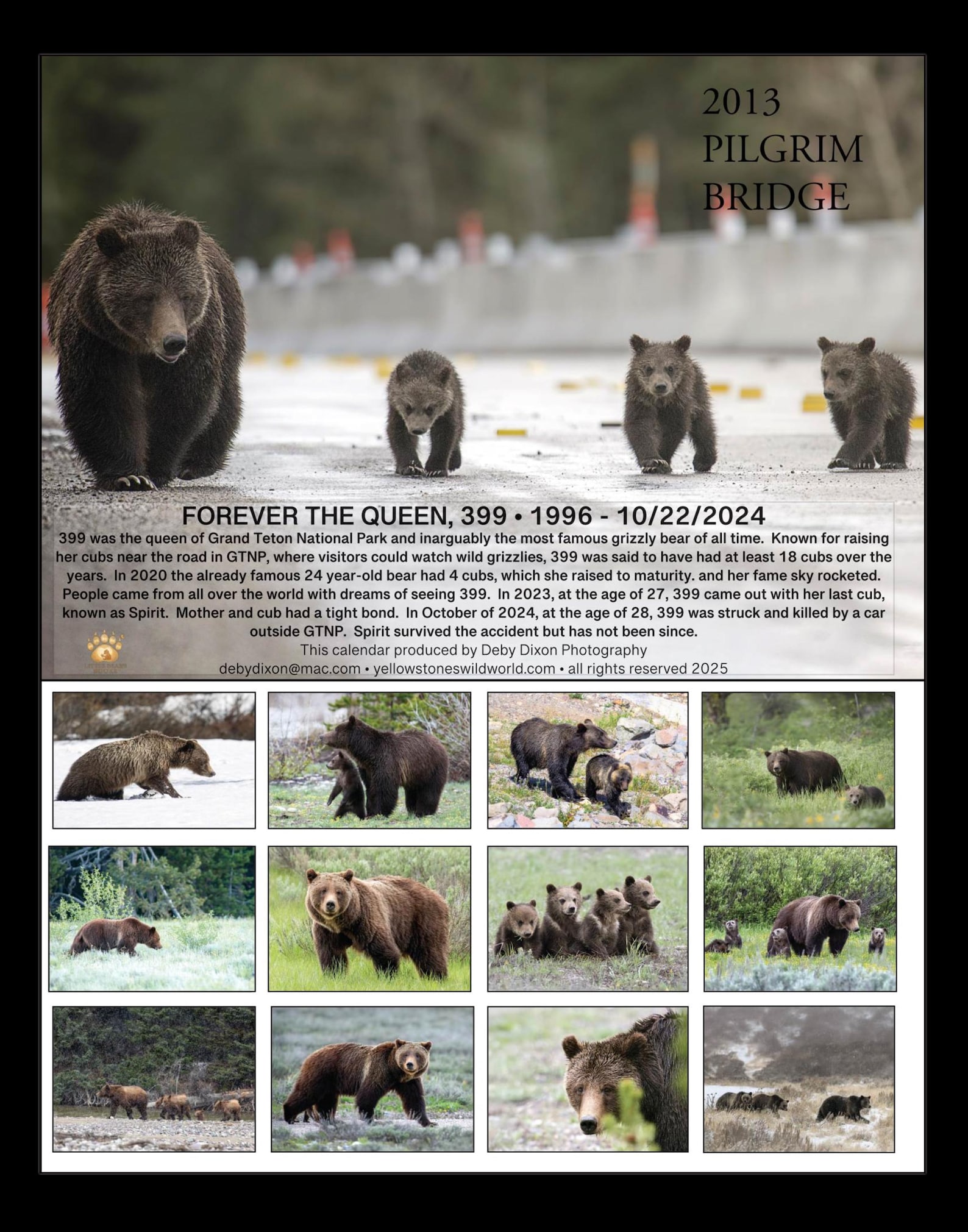 Remember Grizzly 399, Over the Years - Etsy
