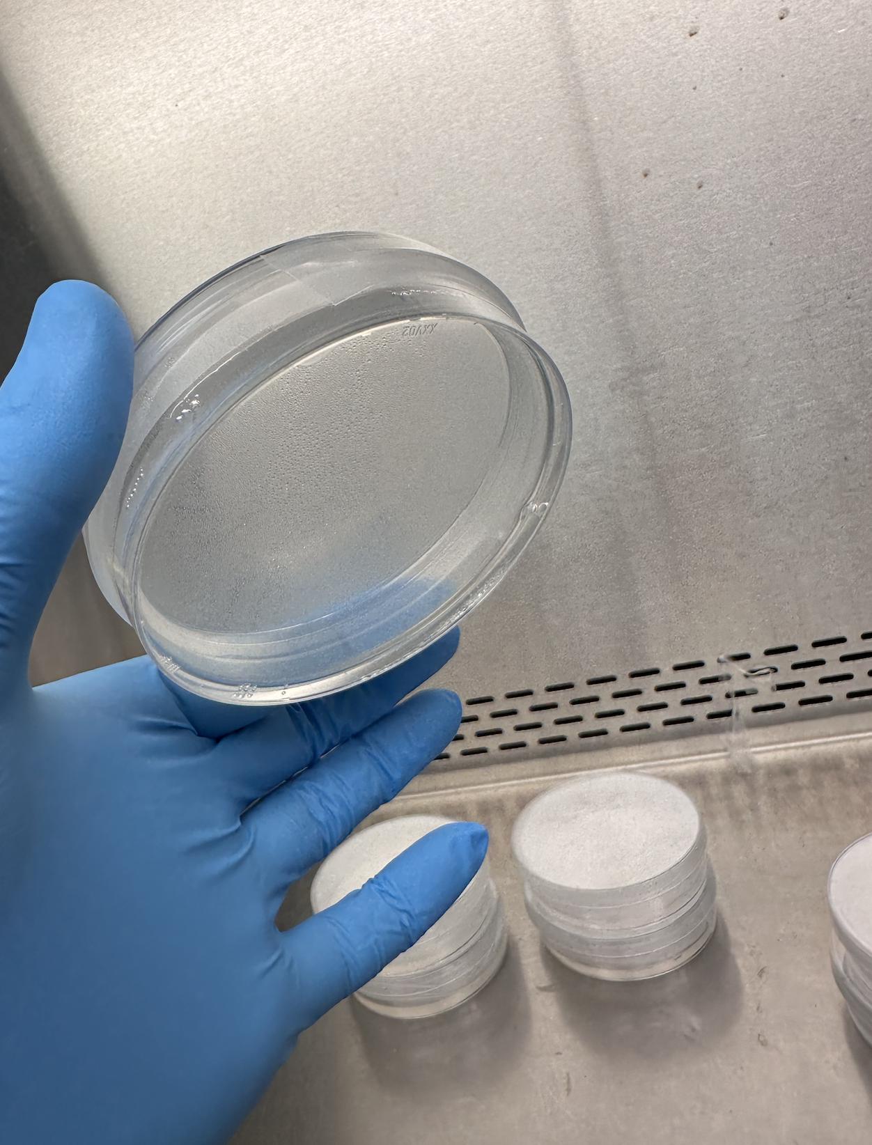 DIY at Home Tissue Culture | Seed Germination Plates | 1/4 Strength MS ...